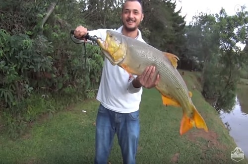 DOURADO MONSTRO EM PESQUE E PAGUE: incrível! - Bóra Pescar DOURADO MONSTRO EM PESQUE E PAGUE: incrível! - Bóra Pescar