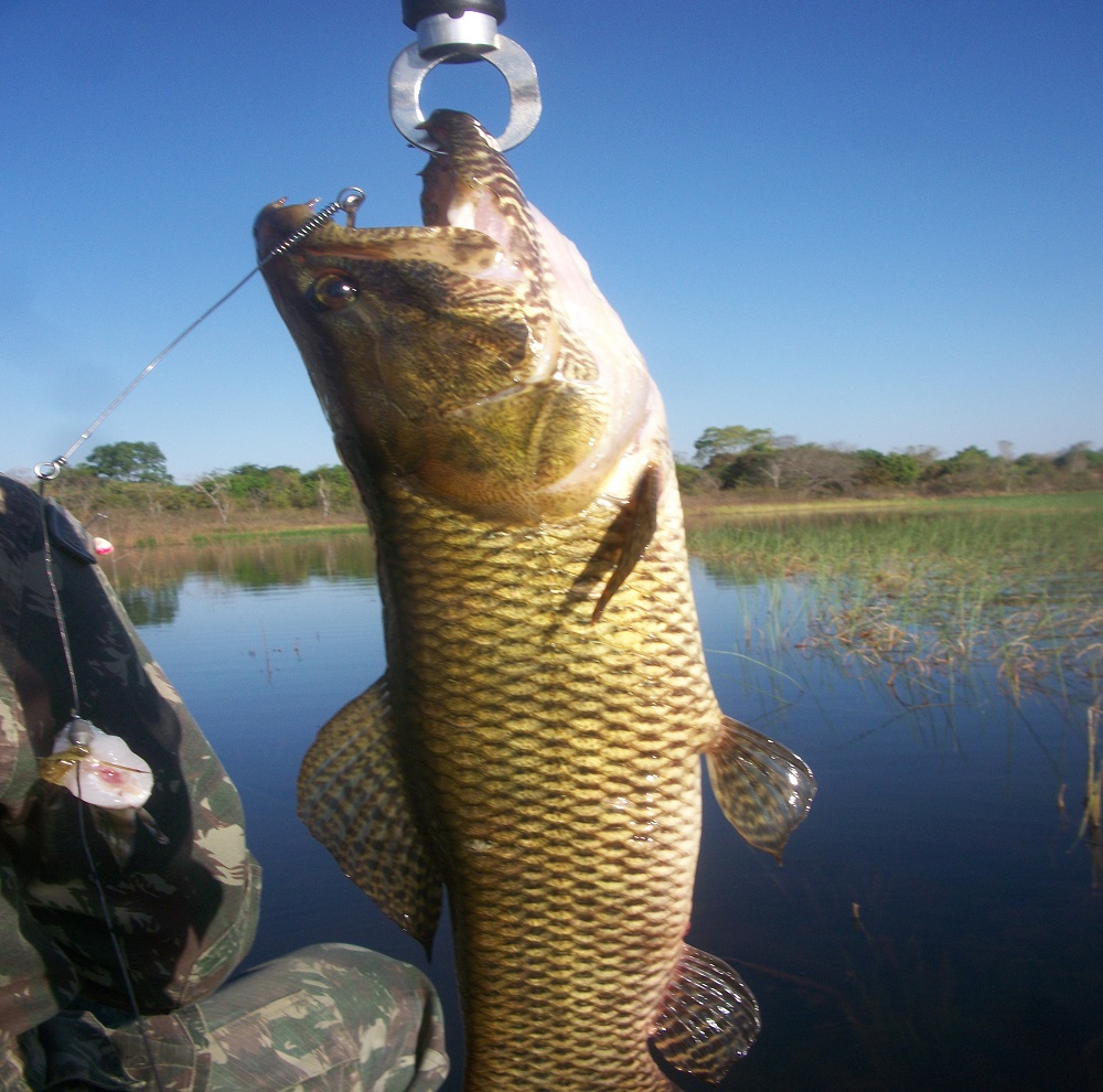Como fazer filé de traíra sem espinhos - Bóra Pescar - Bóra Pescar