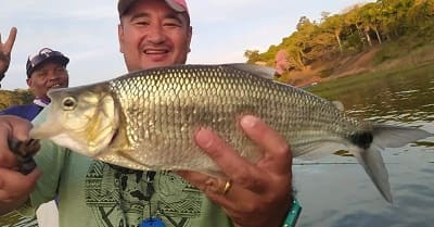 ALEX KOBA guia de pesca nas Represas de Igaratá e Paraibuna. - Bóra Pescar