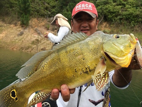 ALEX KOBA guia de pesca nas Represas de Igaratá e Paraibuna. - Bóra Pescar