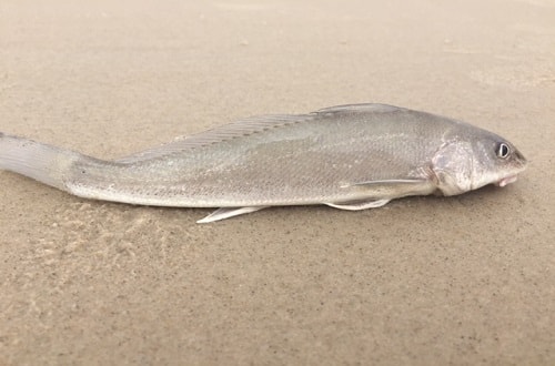 BETARA: confira aqui um artigo exclusivo sobre o peixe. - Bóra Pescar