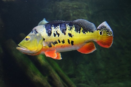TUCUNARÉ: confira aqui uma matéria exclusiva sobre o peixe. - Bóra Pescar