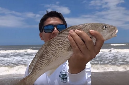 CORVINAS: confira aqui uma matéria exclusiva sobre o peixe. - Bóra Pescar