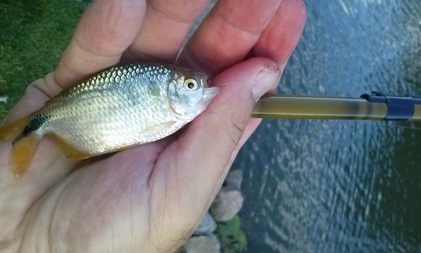 LAMBARIS: confira aqui um artigo exclusivo sobre o peixe. - Bóra Pescar