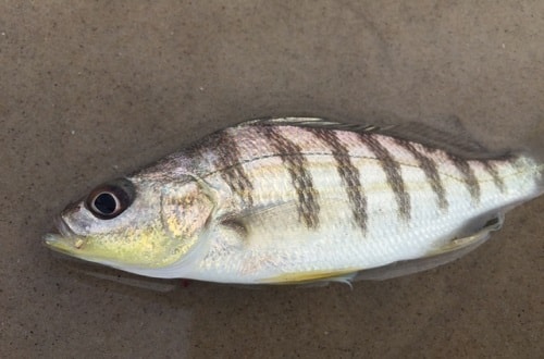 RONCADOR: saiba mais sobre o peixe aqui, nesta matéria. - Bóra Pescar