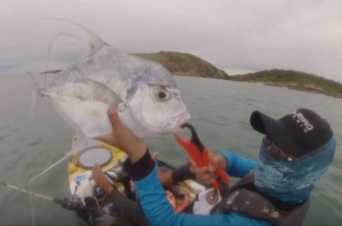 XARÉU BRANCO, um peixe bonito e muito briguento! - Bóra Pescar