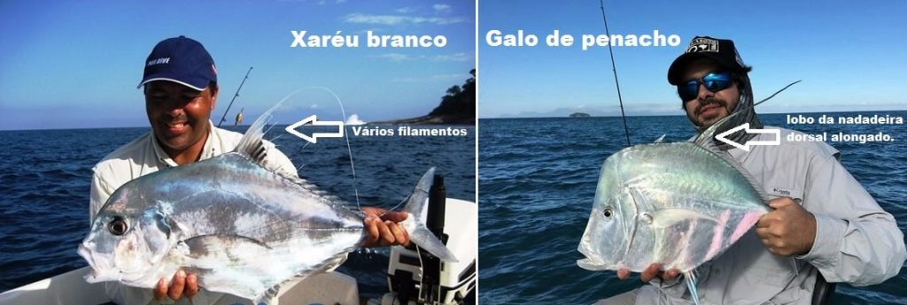 PEIXE GALO: confira aqui uma matéria exclusiva sobre o peixe. - Bóra Pescar