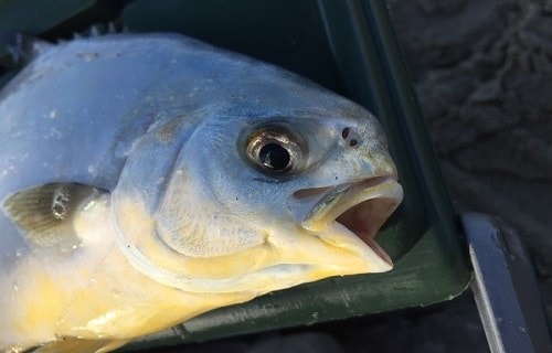 PAMPOS: confira aqui uma matéria exclusiva sobre eles. - Bóra Pescar