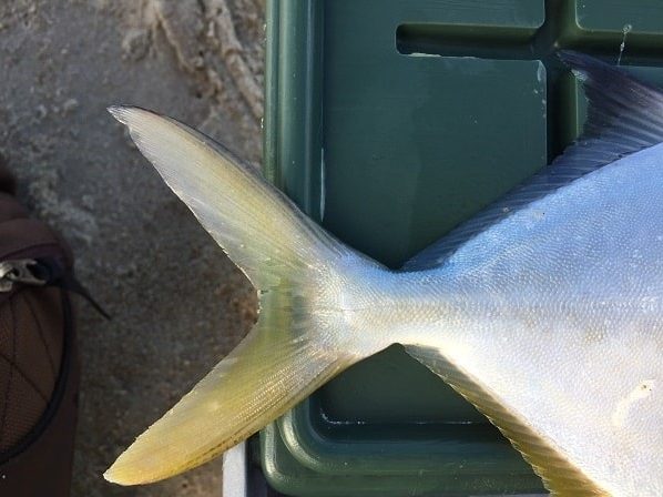 PAMPOS: confira aqui uma matéria exclusiva sobre eles. - Bóra Pescar