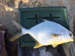 PAMPOS: confira aqui uma matéria exclusiva sobre eles. - Bóra Pescar