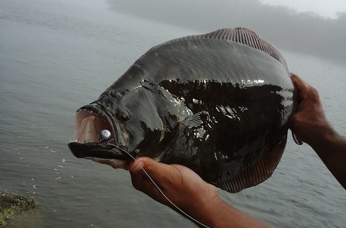 LINGUADOS: confira aqui uma matéria exclusiva sobre o peixe. - Bóra Pescar
