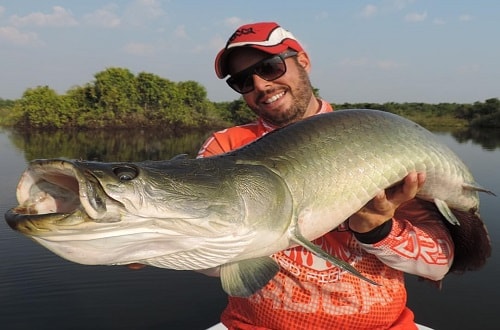 PIRARUCU: confira aqui uma matéria exclusiva sobre o peixe. - Bóra Pescar