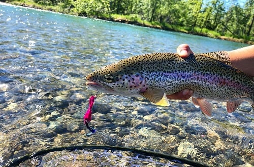TRUTA ARCO ÍRIS: Confira aqui uma matéria exclusiva sobre o peixe ...