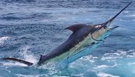 O recorde de maior marlim azul do mundo é brasileiro! - Bóra Pescar
