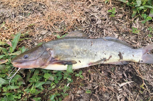 JUNDIÁ: veja aqui uma matéria exclusiva sobre o peixe. - Bóra Pescar