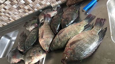 PAGUE E PESQUE BOBATO em São José dos Pinhais - PR - Bóra Pescar