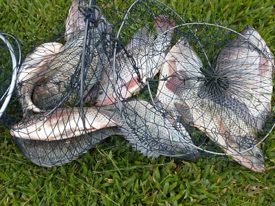 PAGUE E PESQUE BOBATO em São José dos Pinhais - PR - Bóra Pescar