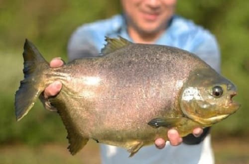 Tudo que você precisa saber sobre Pacu, Tambaqui e Tambacu - Bóra Pescar
